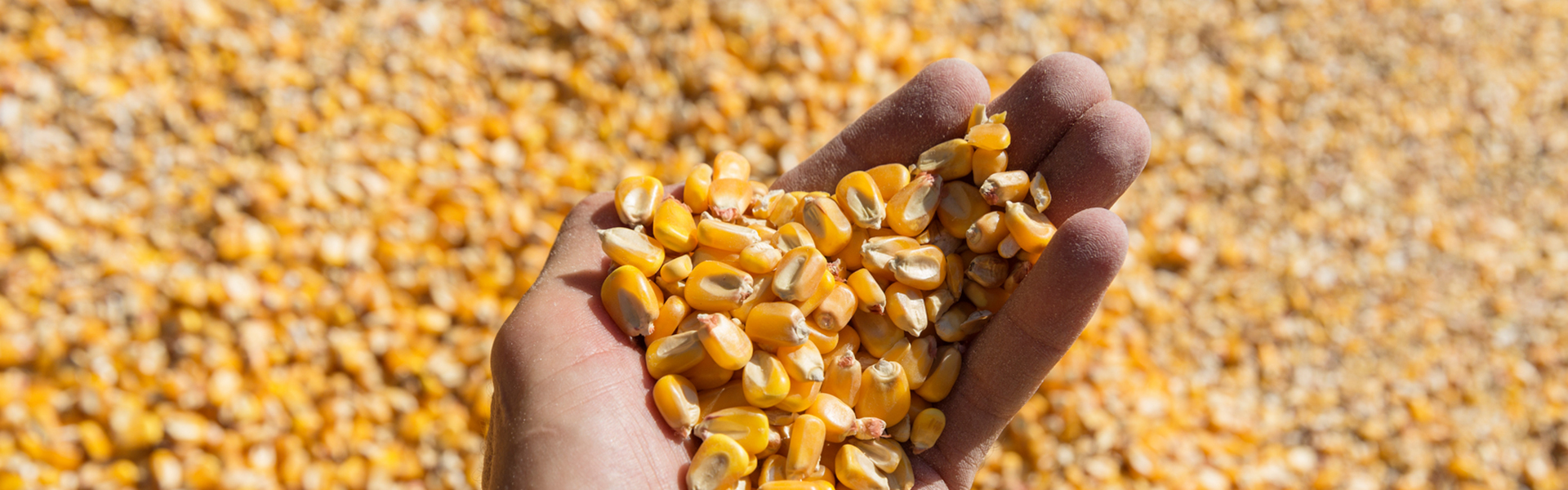 Olam | Feeding Ourselves Thirsty